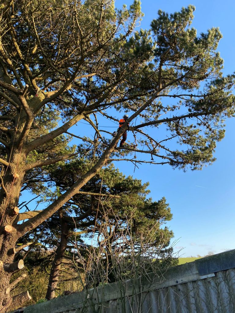 AG Trees – Your go to place for arboriculture in the South Hams